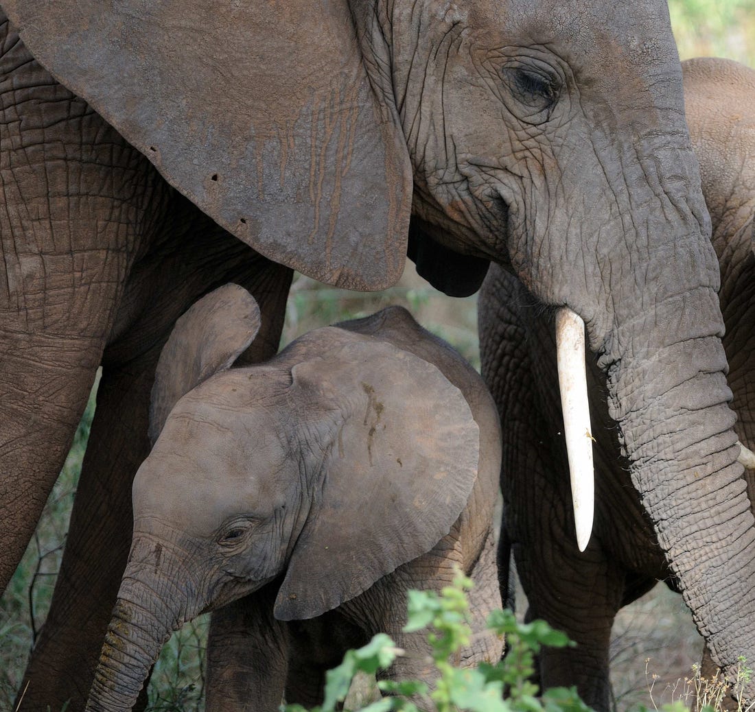 Why Anthropomorphism Helps Us Understand Animals’ Behavior | by Carl ...