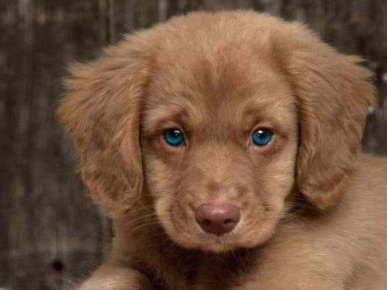 Why Are Dogs So Cute