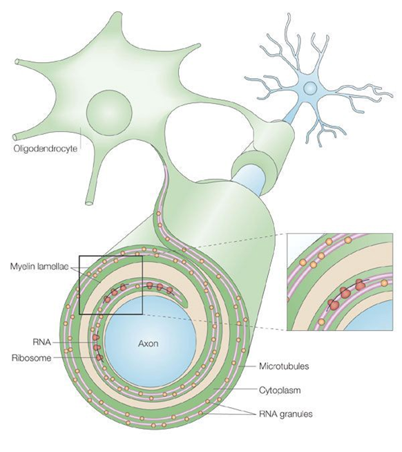 We May Have Misunderstood Myelin. The brain is made of living cells ...