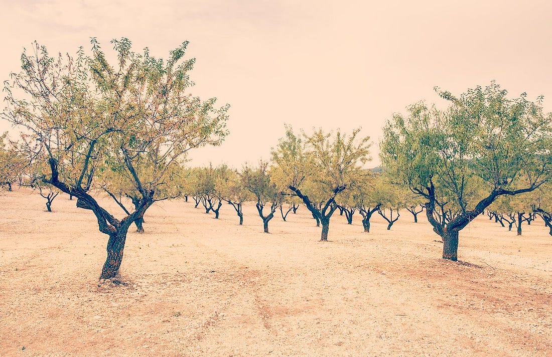The Wonderful Adventure Of The Walnut | by Valunut Project | Medium