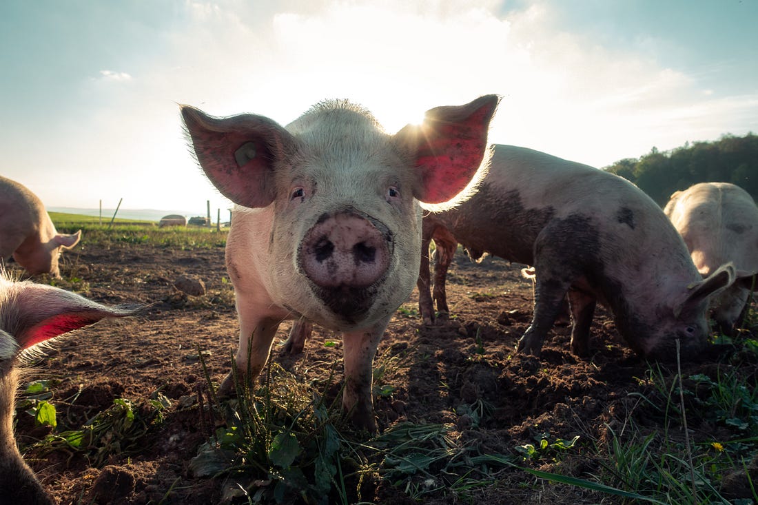 Pigs Have Eyelashes. Prompt: Using one specific object to… | by Rose ...