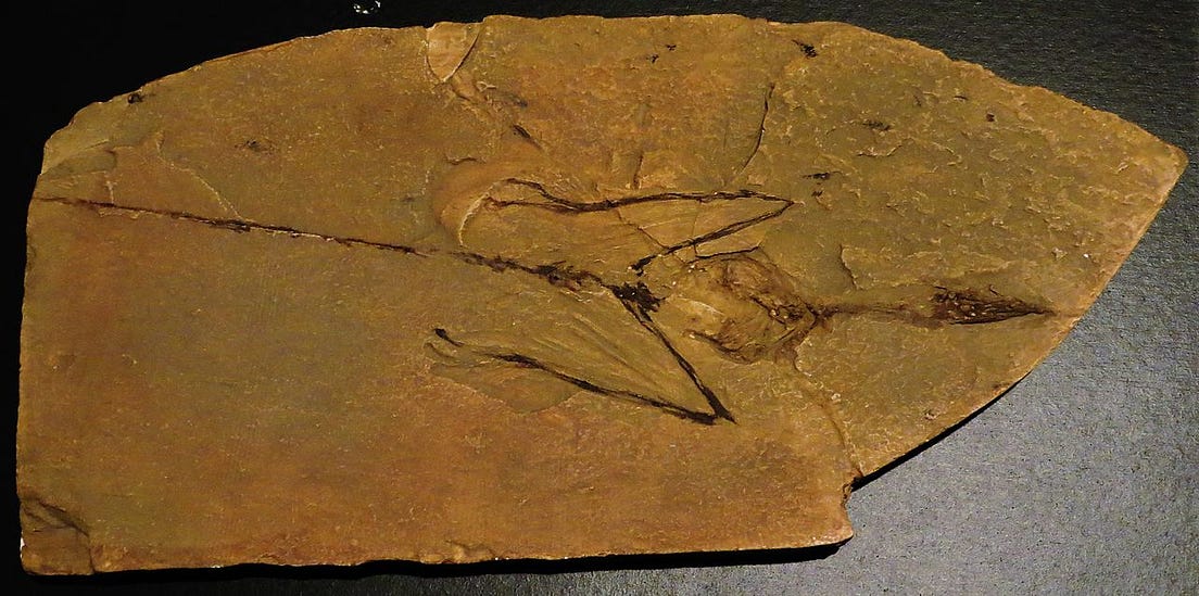 Was Kyrgyzstan the motherland of dinosaur predecessors? | by Azis ...