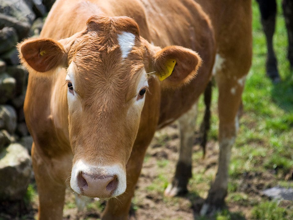 Enfermedad de las Vacas Locas - Encefalopatía Espongiforme Bovina | by ...