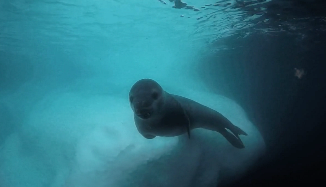 Videos: Watch Leopard Seals in Action | by Wild Ark | WildArk Journal ...