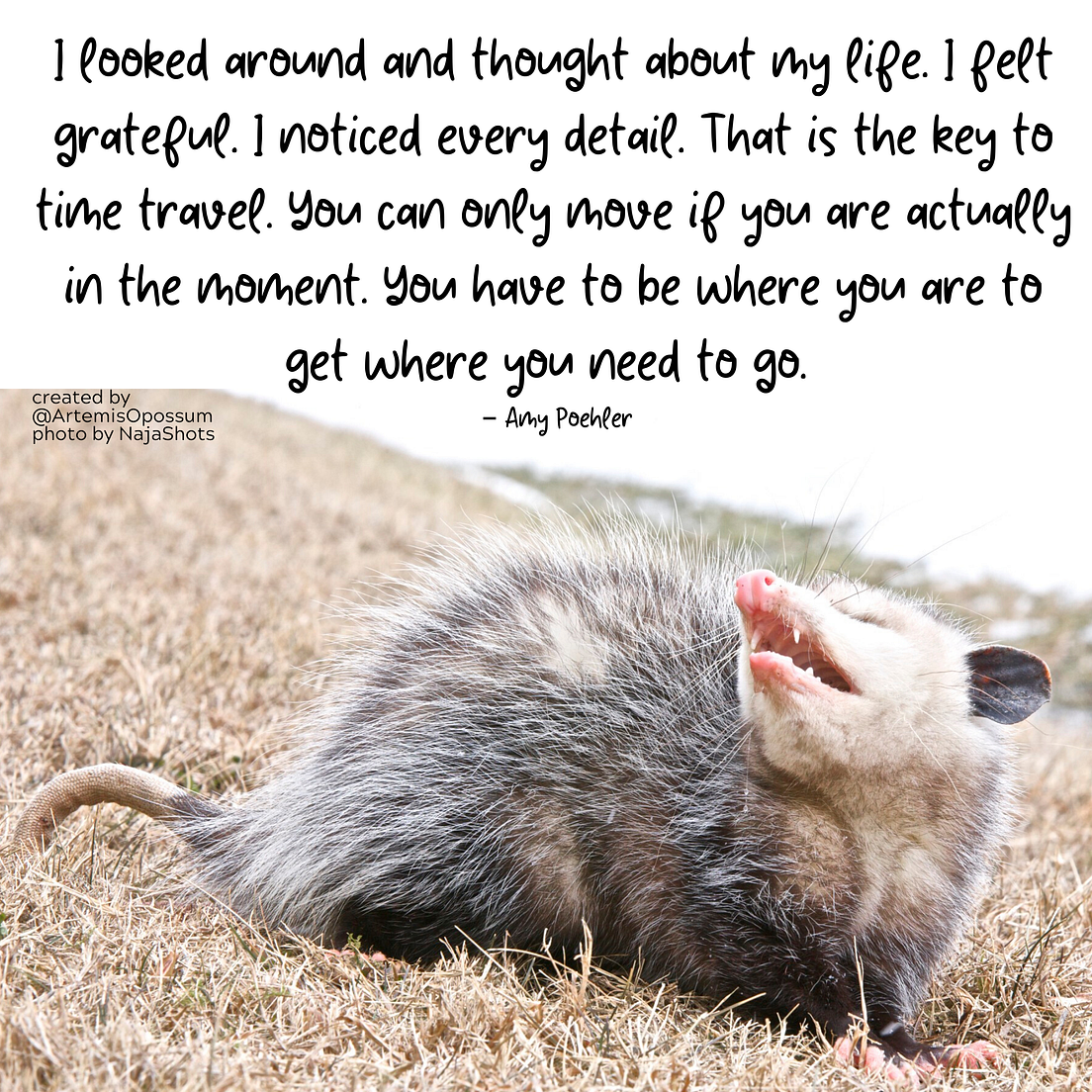 A Gratitude Primer With Opossums. Adorable memes with timely messages ...