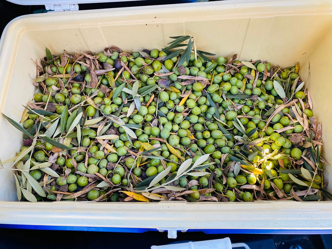 An Adventure in Olive Picking and Curing | by Robert McKeon Aloe ...