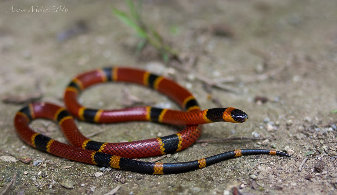 How NOT to Identify a Venomous Snake | by Micha Petty | The Natural ...