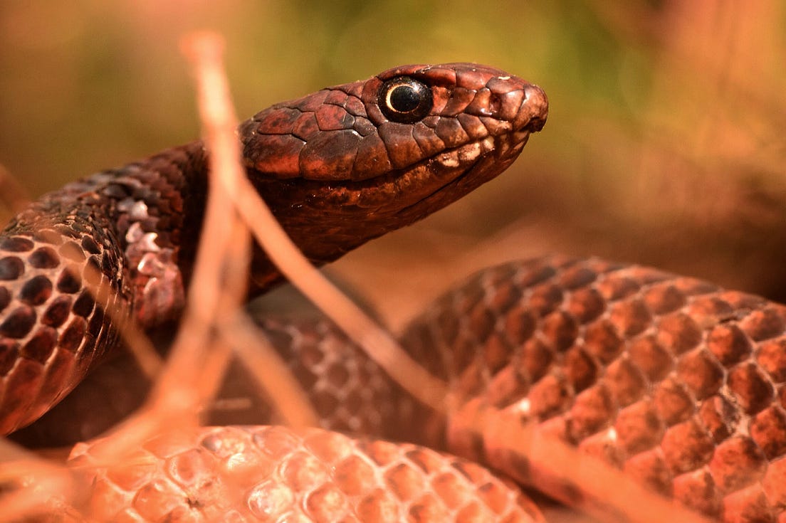 How NOT to Identify a Venomous Snake | by Micha Petty | The Natural ...