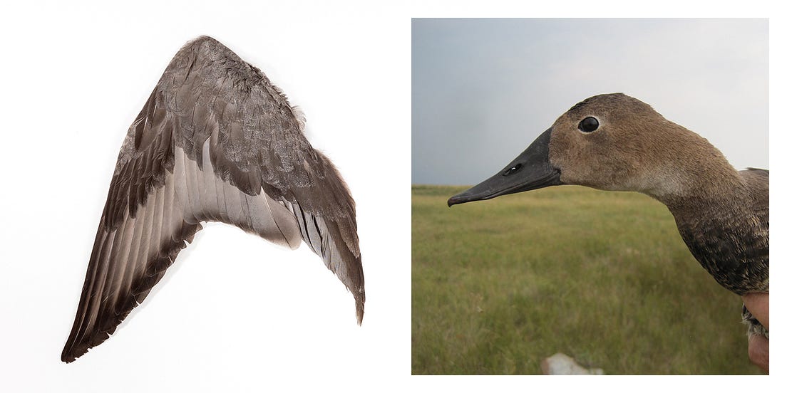 Winging it: Learn Ducks From Their Wings | by U.S. Fish and Wildlife ...