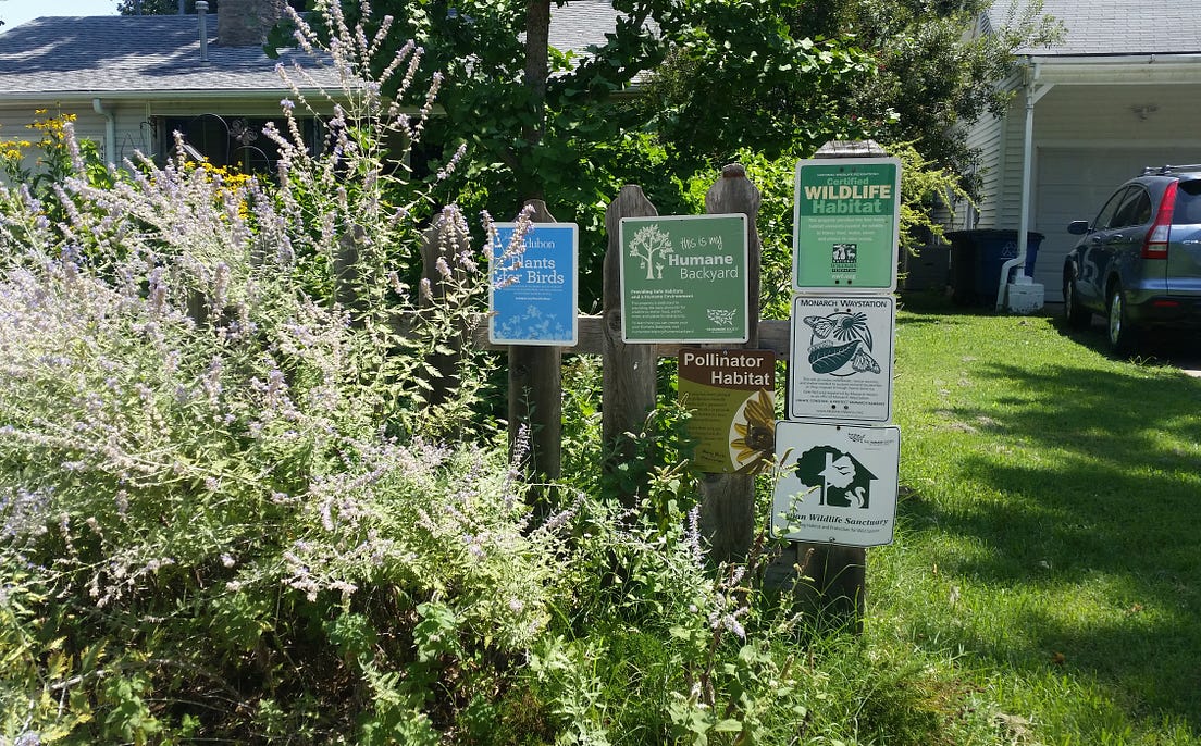 ReWilding the Lawn: Lessons from My Neighbor’s Yard | by Lianna Gomori ...