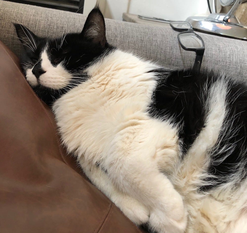 How To Make A Coreml Image Classifier With Turi Create By Gabriel 8327