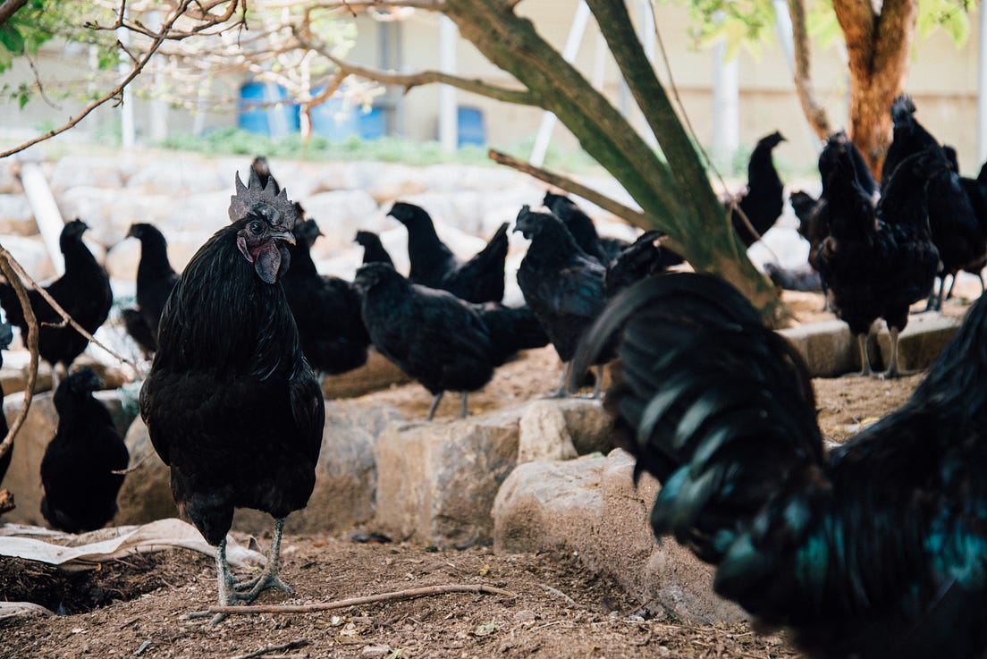 Mother of Chickens. The story of Yeonsan Ogye Black Chicken… | by ...