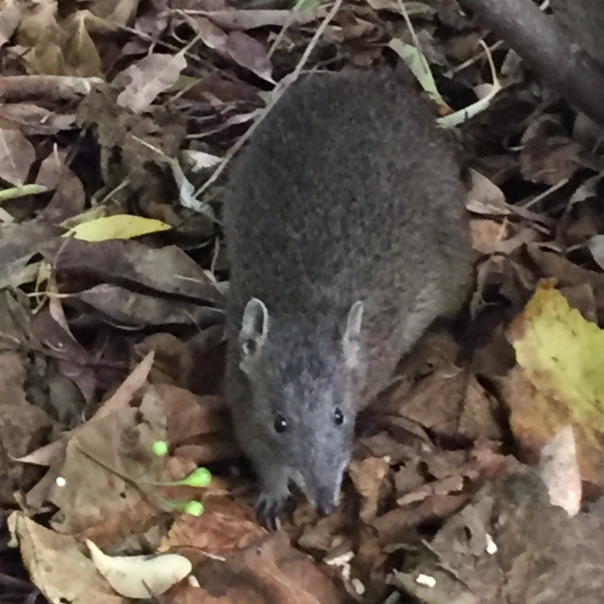 The Quenda: A Bandicoot Wildfire Warrior | by Daniel Karp | Student ...