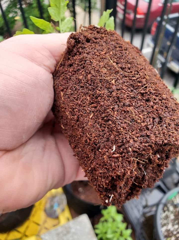 Clone plants from cuttings. We sit down with a local hemp producer ...