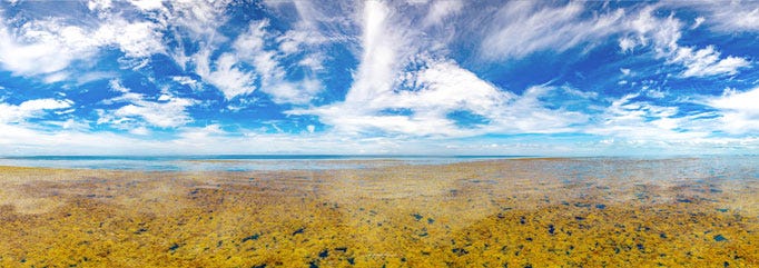 The Sargasso Sea. The Sargasso Sea is a verdant, vital… | by World ...