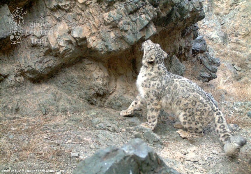Rare Footage of Wild Snow Leopard Cubs | by Matthias Fiechter ...