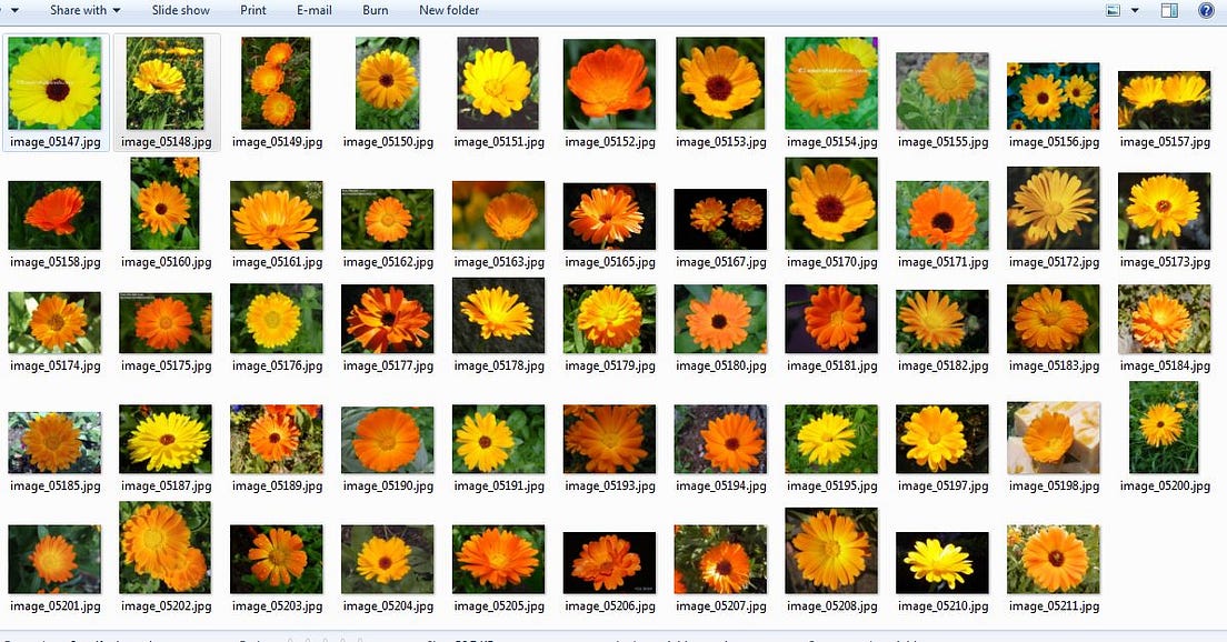Flower Species Classifier With PyTorch | by Weng Seng | Medium