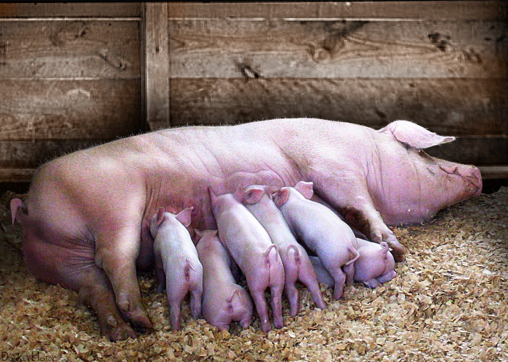 Porcus Does Not Mean Pig. Reading Varro and Columella Can Be… | by John ...