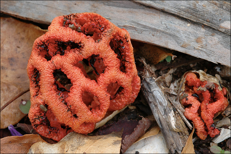Top 5 weirdest mushrooms (from the Stinkhorn Family) | by The Dancing ...