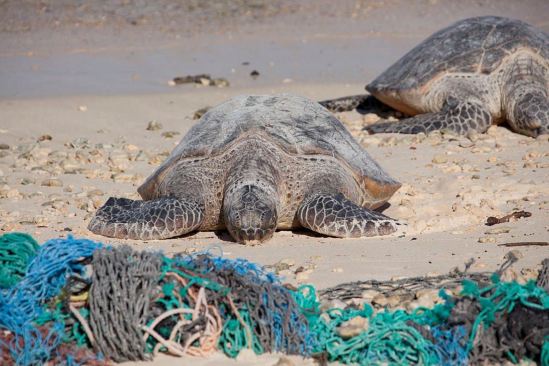 Coming Together to Protect Sea Turtles | by Defenders of Wildlife ...