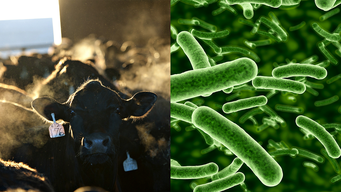 The Public Health Consequences of Animal Agriculture | by Impossible ...