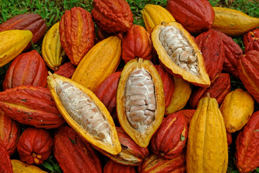 Amazing Facts about Cacao Tree. The botanical name of cacao tree is ...