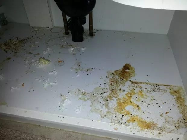 Do You Have Mice?. Signs you have mice: | by The Pest Advice — Dan ...