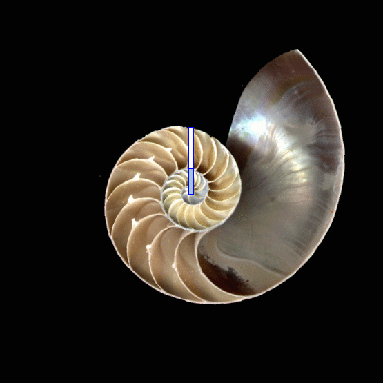 ‘Golden Ratio’ and ‘Fibonacci Numbers’: The Ultimate Toolkit for ...
