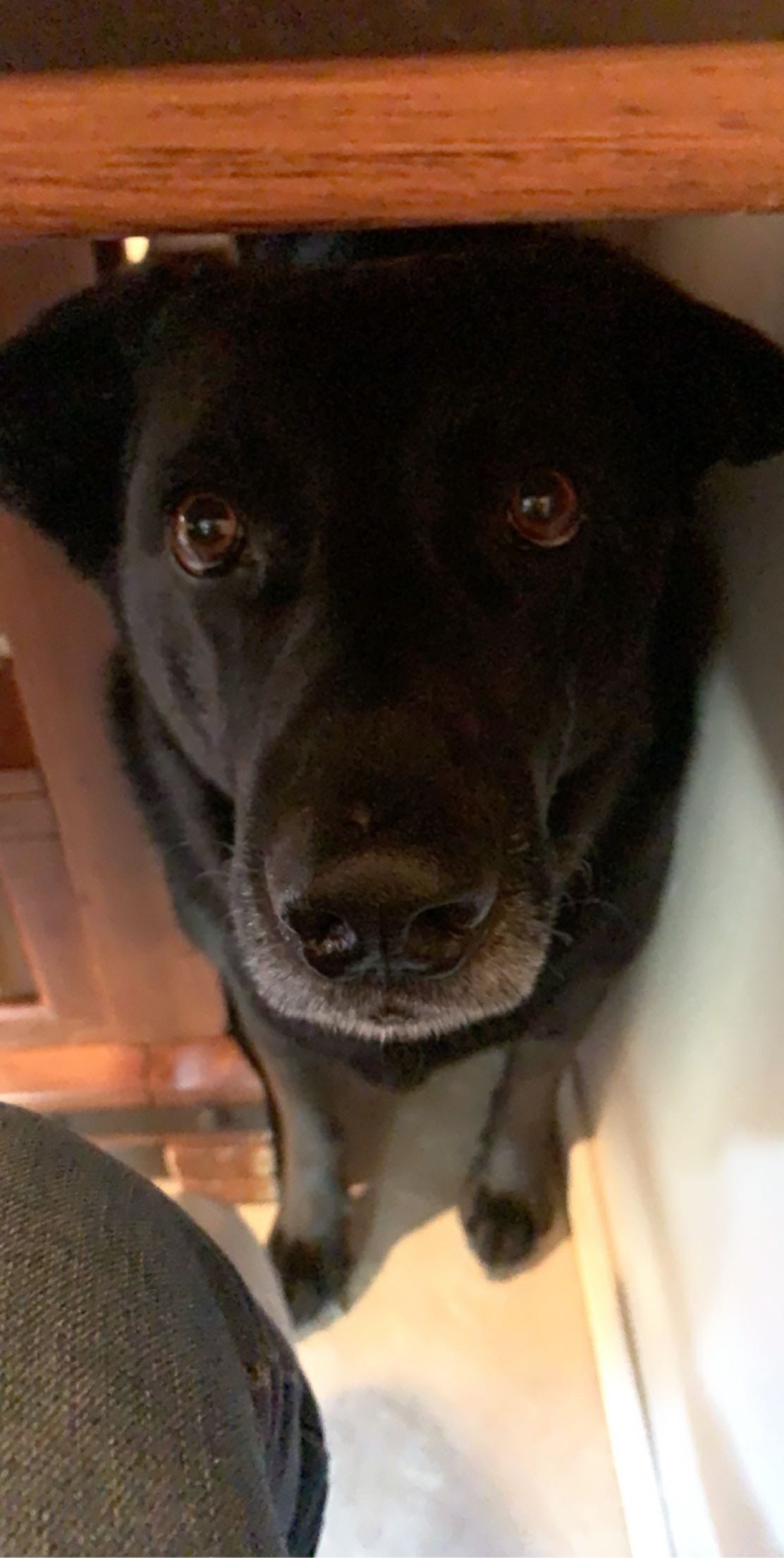 My Pet Is Not a Normal Pet - Any Writers - Medium