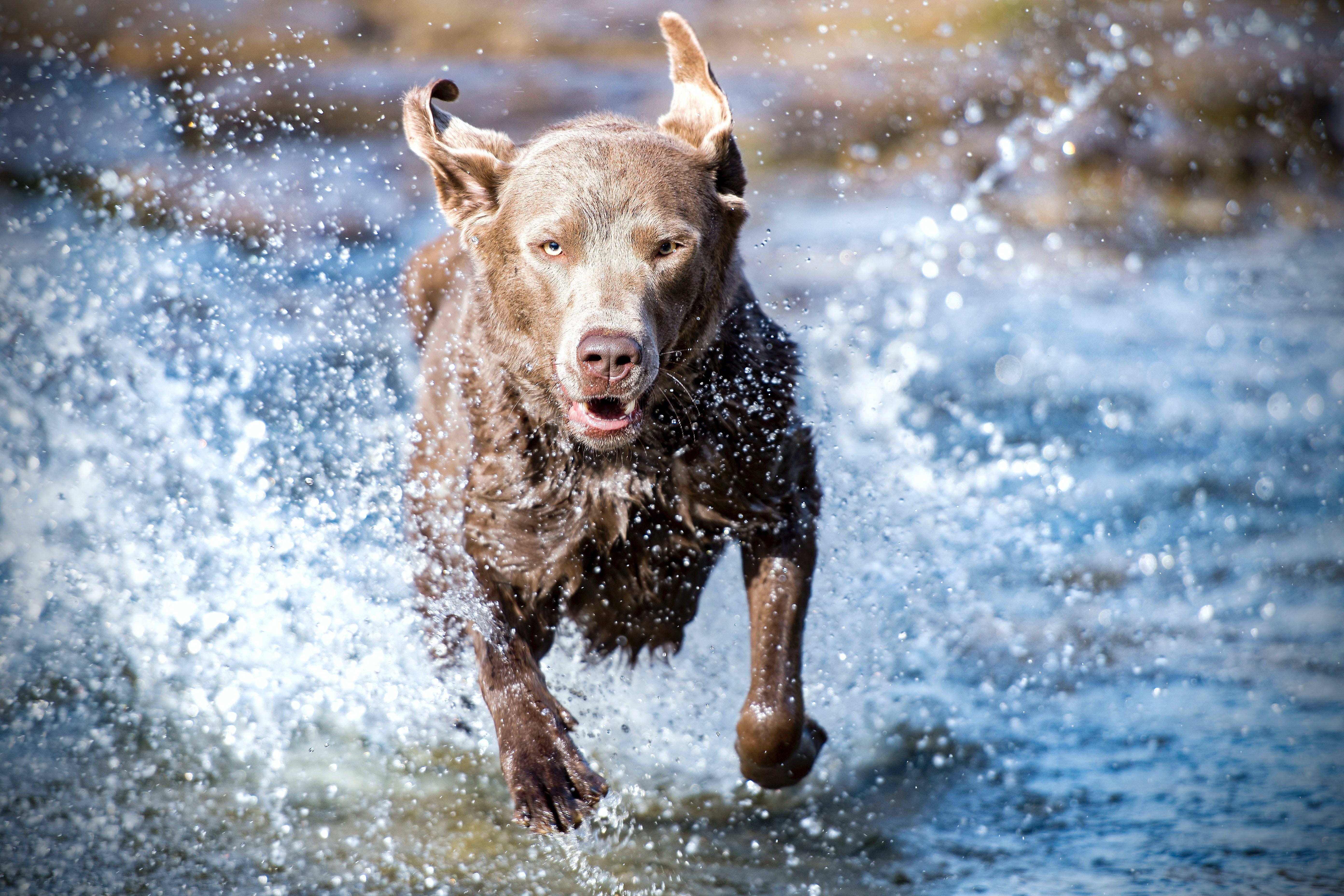 Can We Be As Fit As Animals? - In Fitness And In Health - Medium