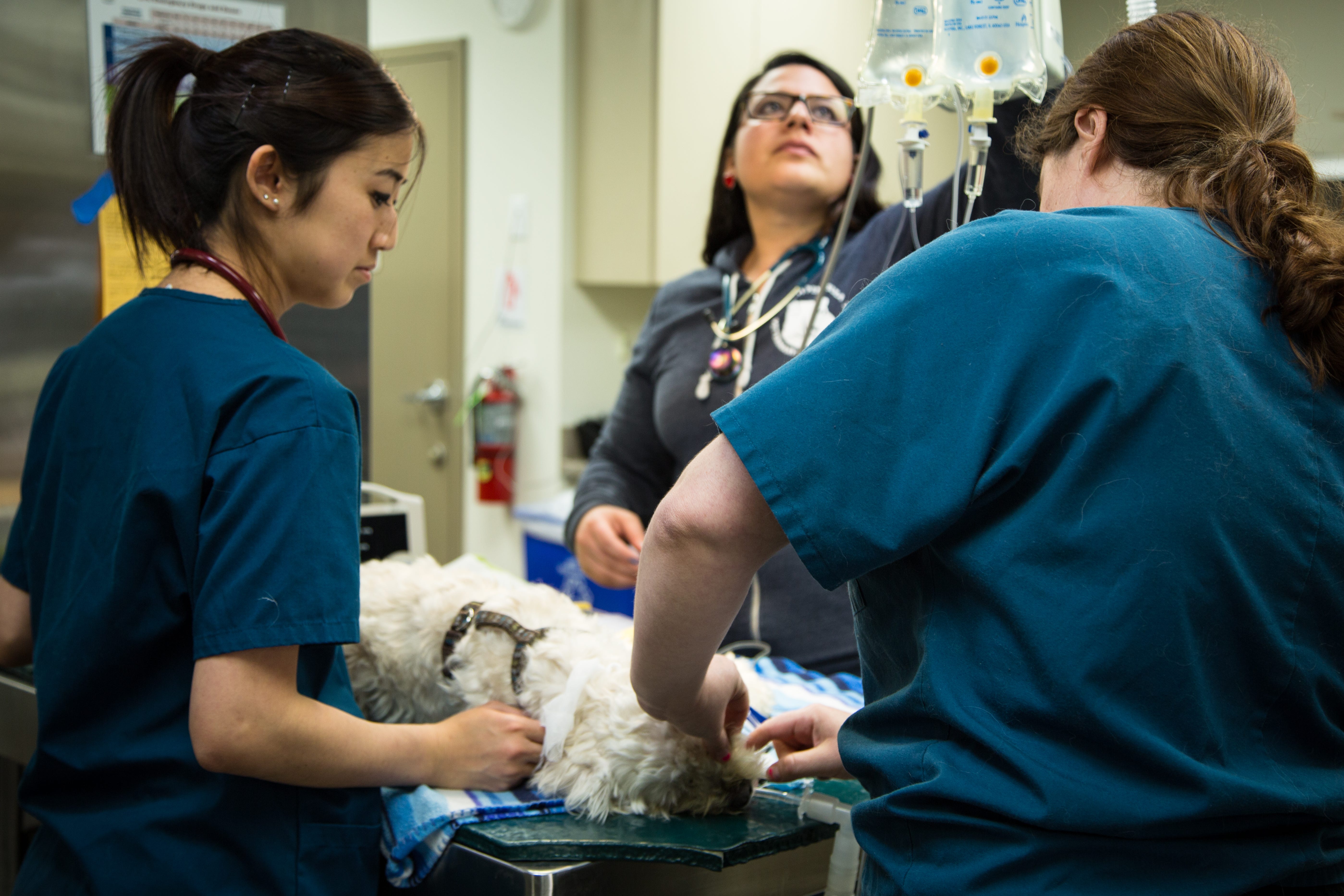 Burnout and Compassion Fatigue in Veterinary Medicine