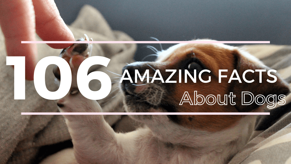 106 Amazing Facts About Dogs | by Infinite Knowledge | Medium