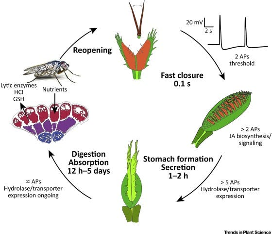Can plants eat humans ?. If some of you have watched Jumanji … | by ...