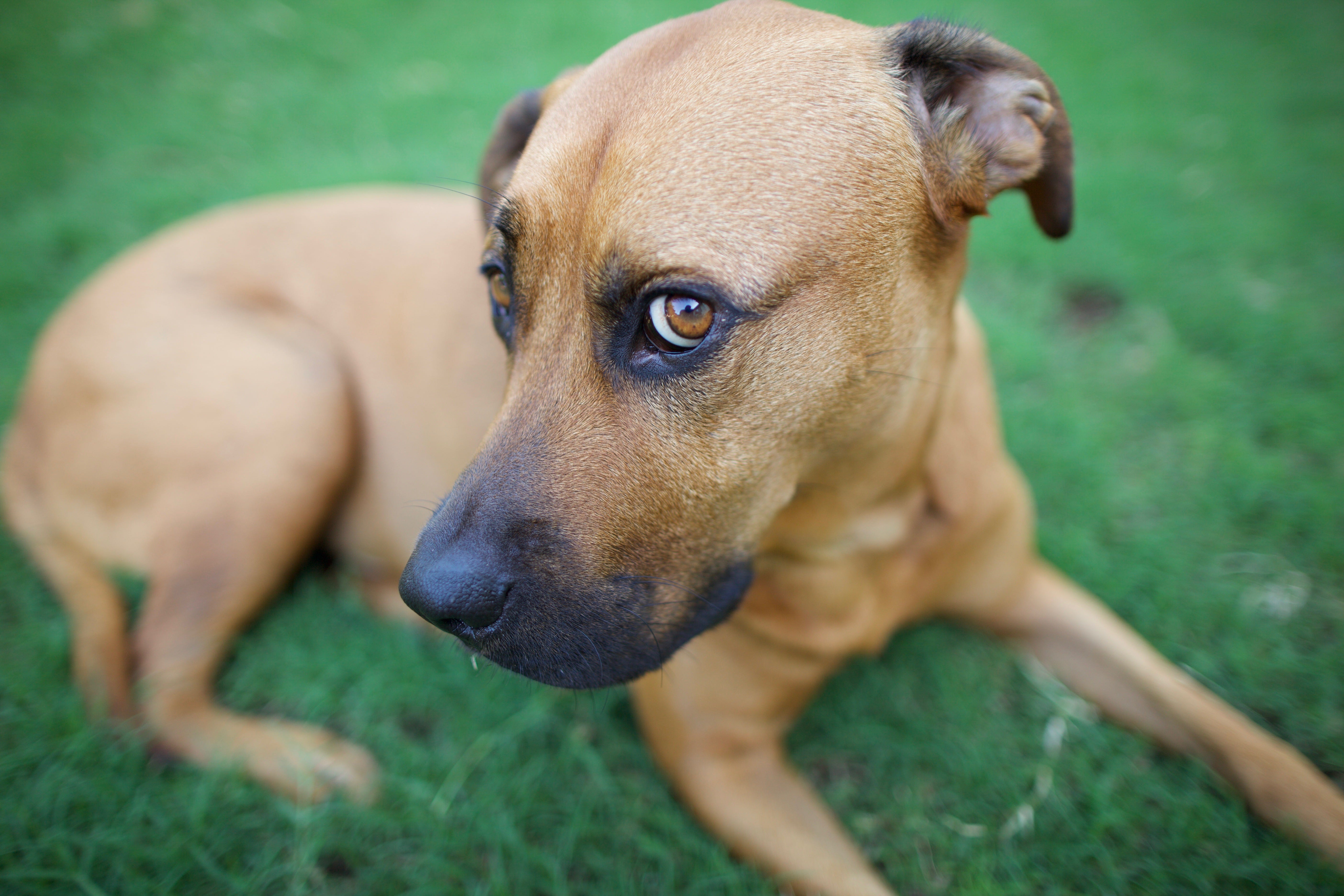 Barkley Jowlsworth Bonestein. May 10th, 2005 — Sept 5th, 2019 | by Elan ...