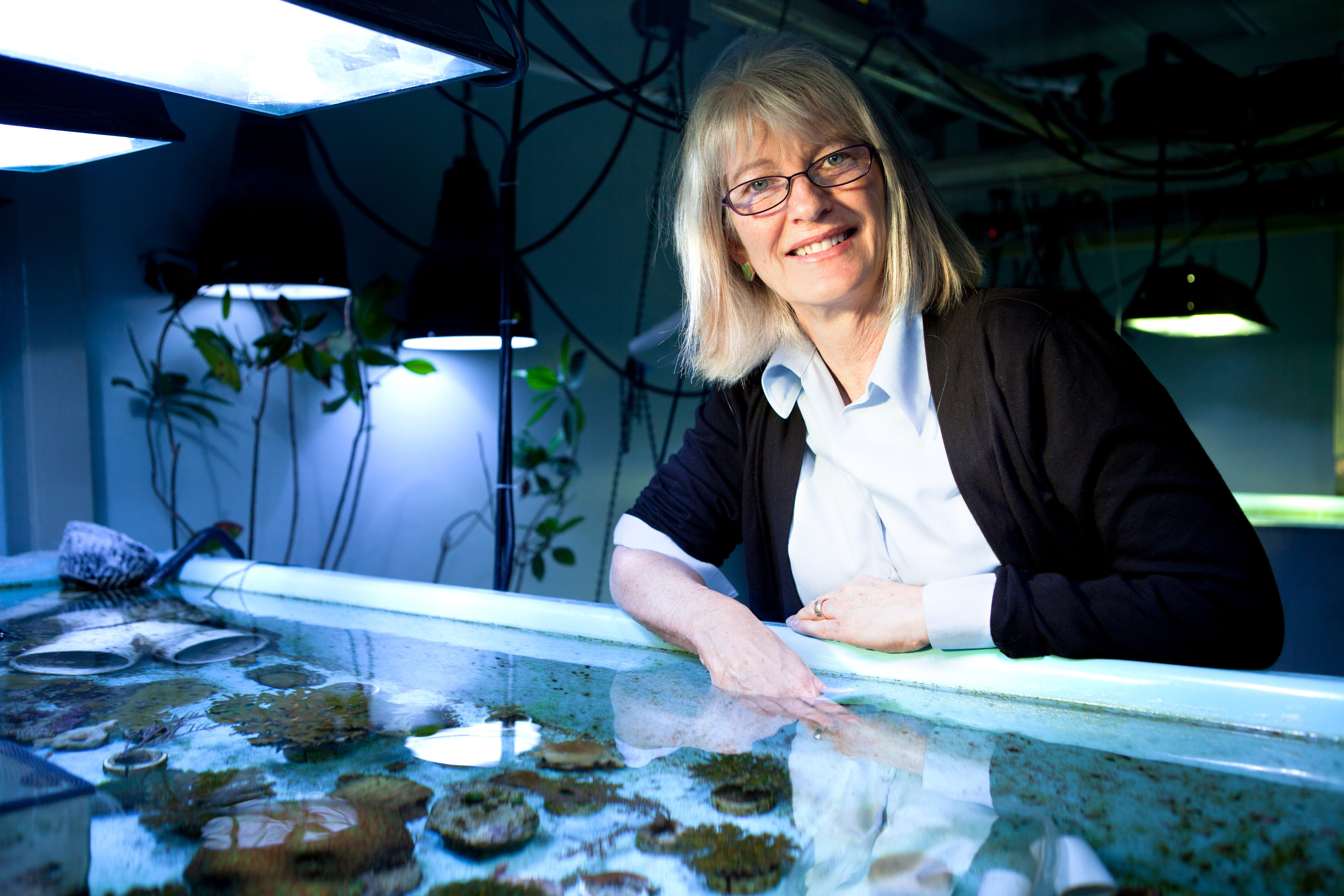 Coral Biodiversity is as Fragile as Glass - Cornell University - Medium