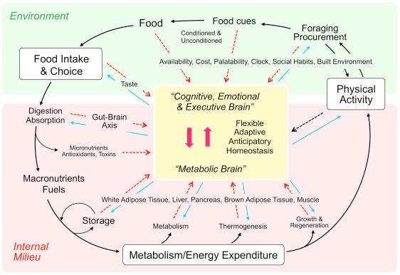 Understanding Obesity: How does the Brain effect obesity, and does ...
