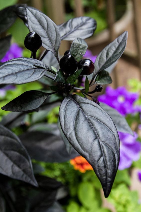 Haunting Houseplants: Thirteen Black Plants to Celebrate Halloween Year ...