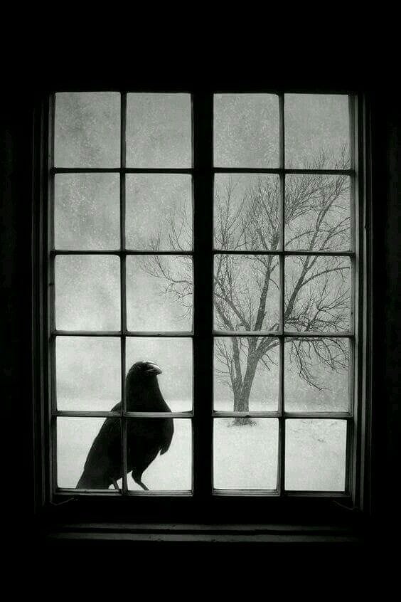 The Raven in the Window. There was a tapping on the glass. It… | by ...