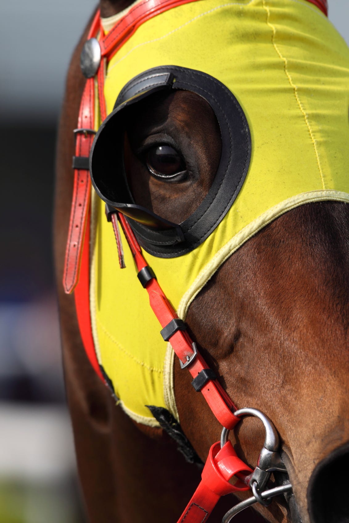 If You Owned A Race Horse If You Owned A Million Dollar Race By if-you-owned-a-race-horse-if-you-owned-a-million-dollar-race-by