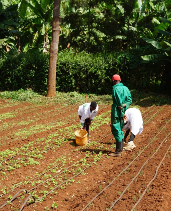 Locally grown herbs for global markets: how a Kenyan agribusiness is ...