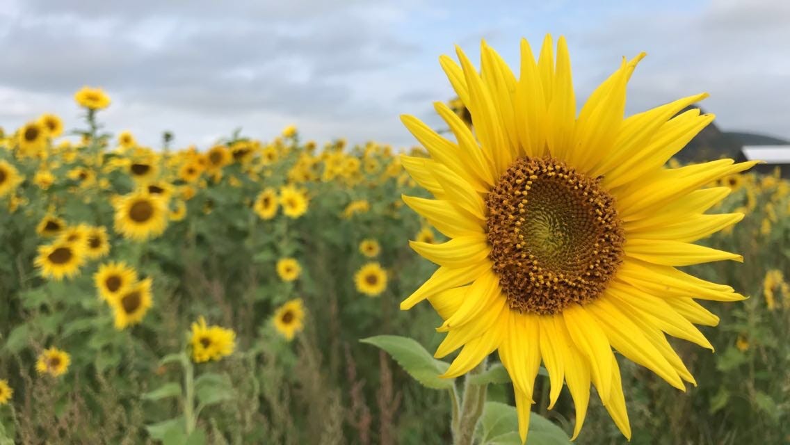 7 Things Sunflowers Can Remind Us | by Elle Kay | Medium