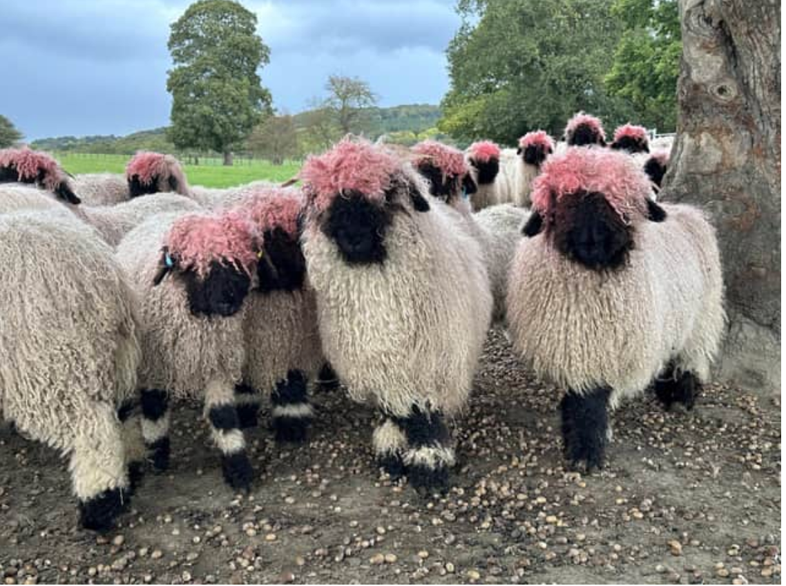 Two giraffes and self-dying sheep: November’s most social local news ...