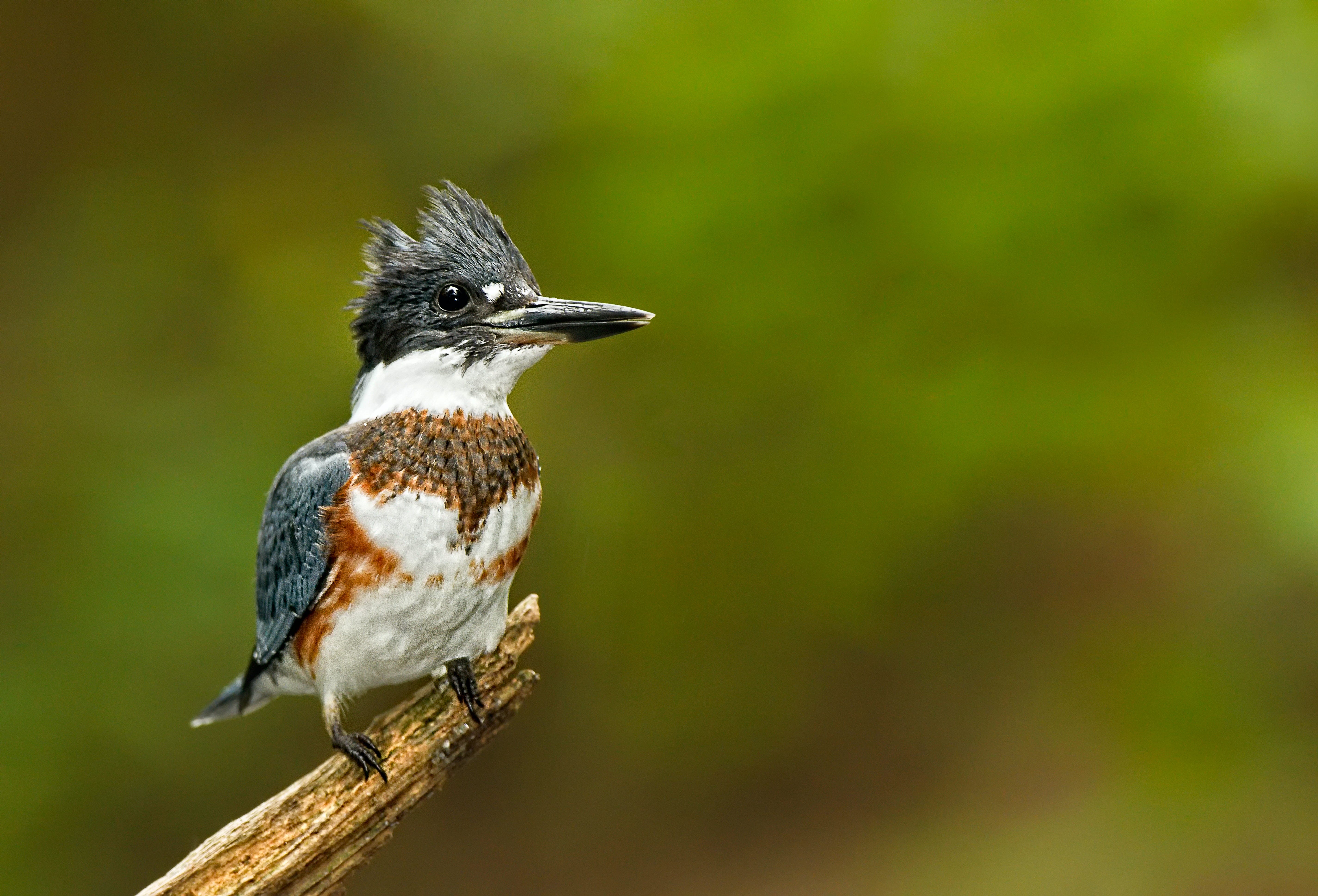 What type of Kingfisher is this?. Helping Machine to learn Kingfisher ...
