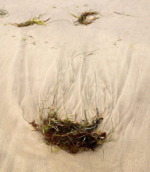 to-my-stepson-flash-nonfiction-by-carrie-hawthorne-by-john