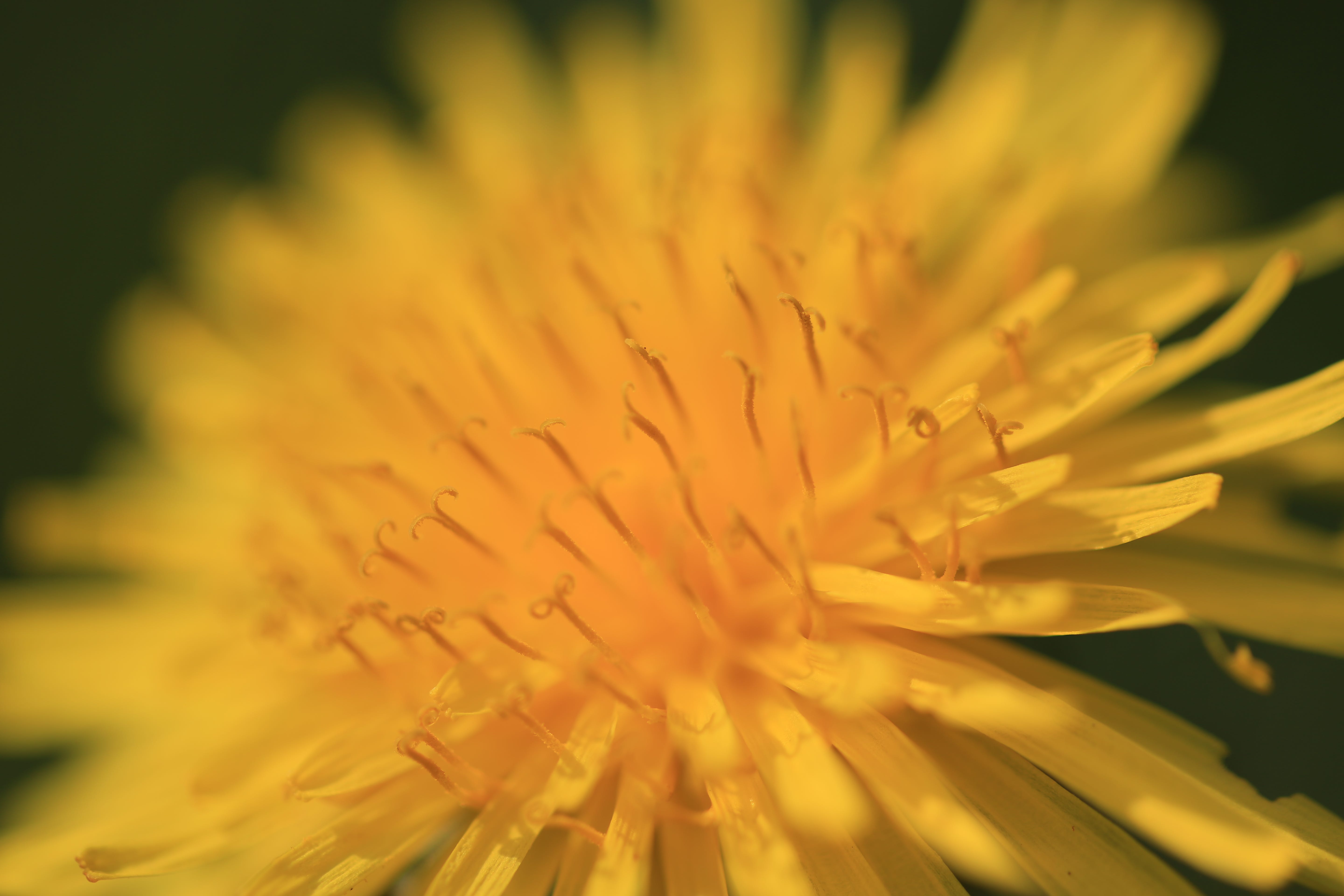Welcome Back!. “Dandelions don’t tell no lies.” Mick… | by Deborah ...