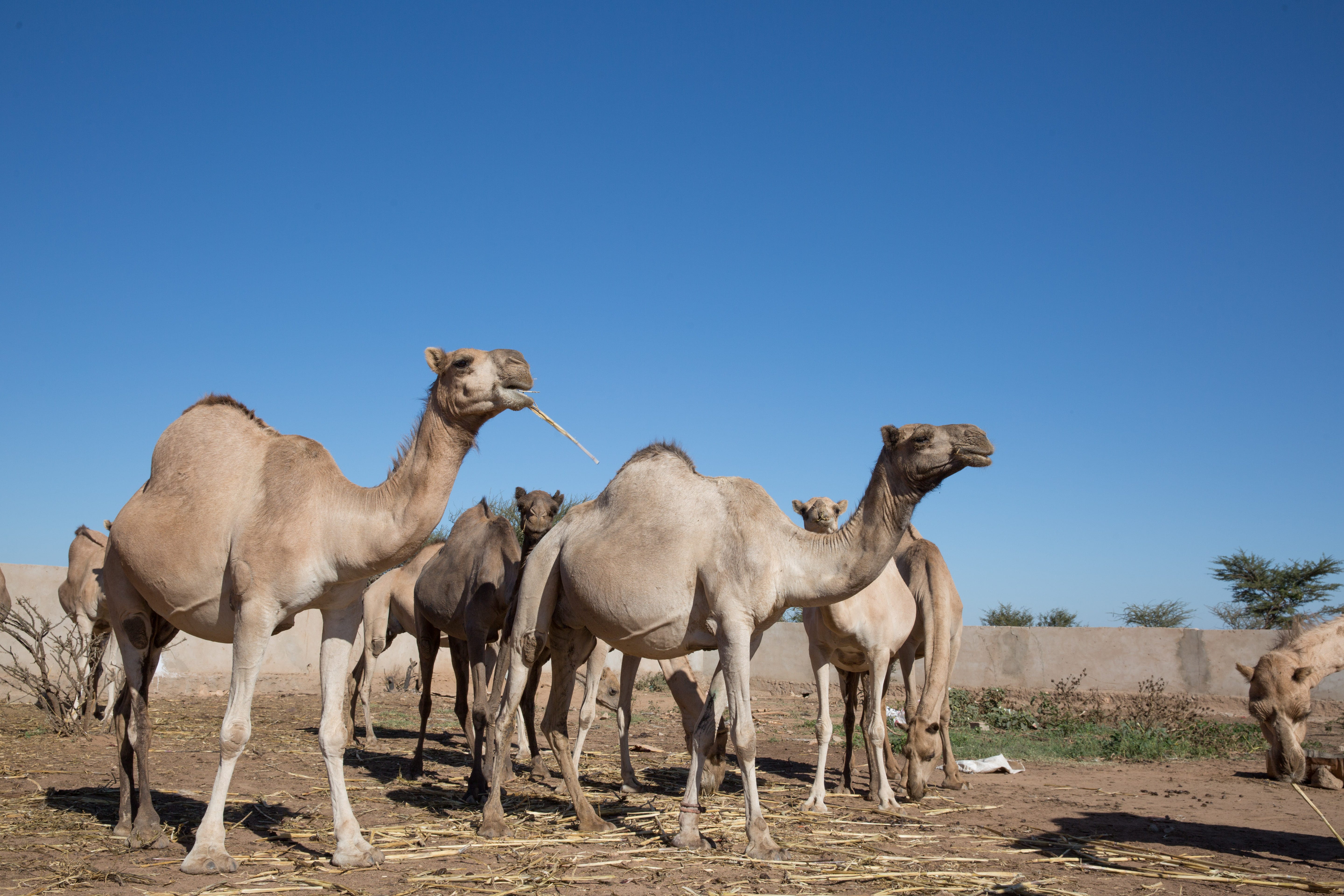 From the videographer: First time in Somalia | by Arete | Arete Stories ...