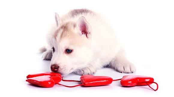 Symptoms To Know About Heart Problem In Pets | by Millcreek Veterinary ...