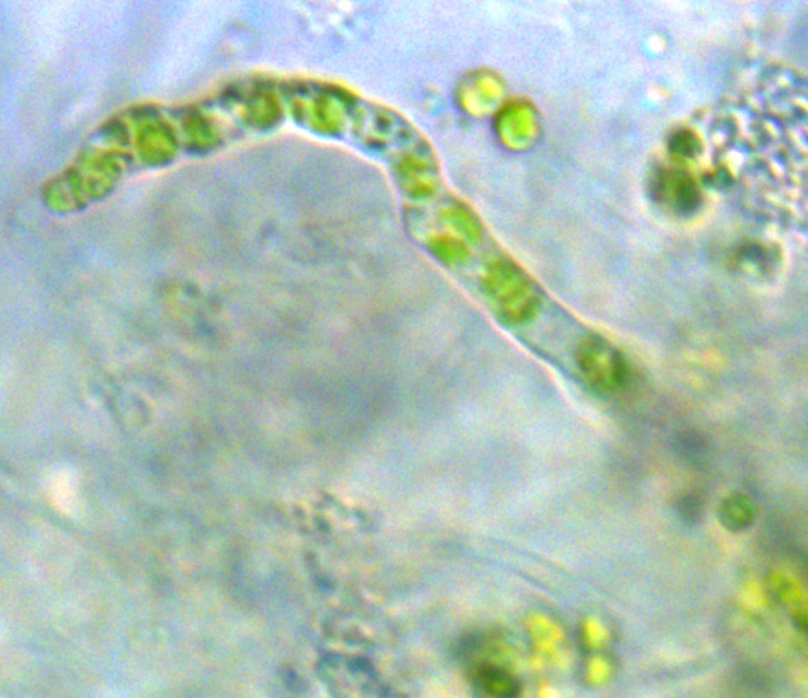 An unexpected partnership. A soil fungus and a marine alga form a… | by ...