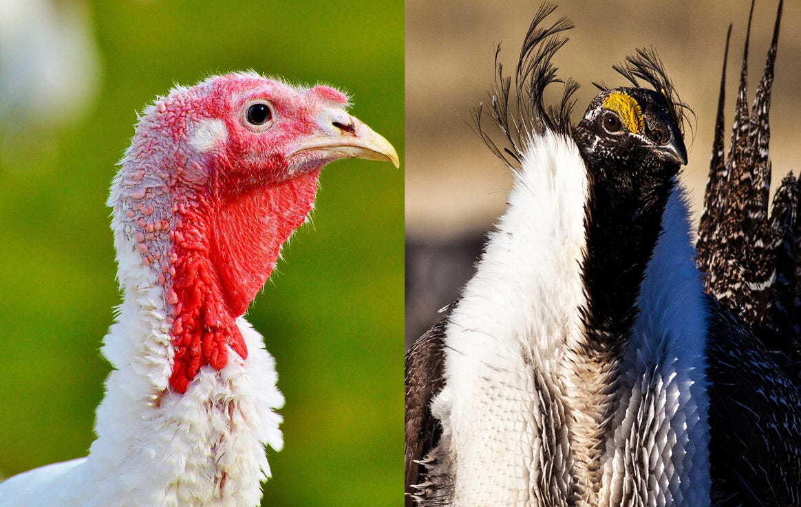President Trump, THIS is the bird you should pardon. | by The ...