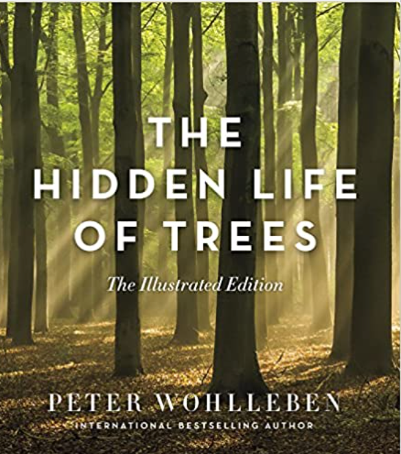 The secrets trees teach about playing as an ensemble | by Sally Fox ...